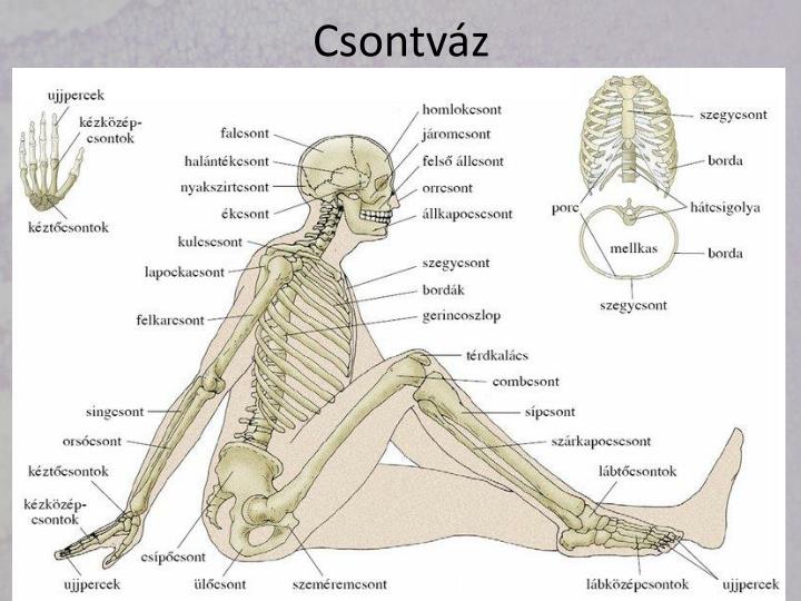 PPT - Vázrendszer PowerPoint Presentation - ID:4799188