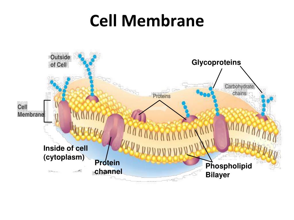 Cell Membrane Or Cytoplasmic Membrane Microscopic Str - vrogue.co Cell Membrane Or Cytoplasmic Membrane Microscopic Str - vrogue.co