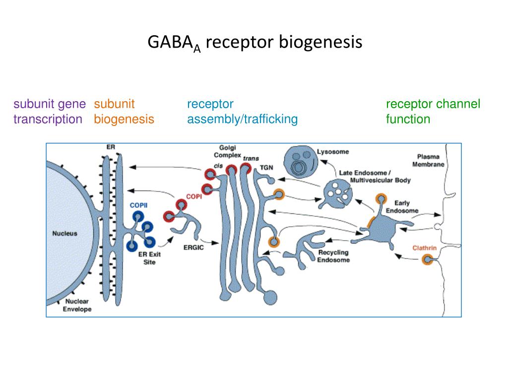 PPT - Genetic Epilepsies and GABA A Receptor Mutations November 17 ...
