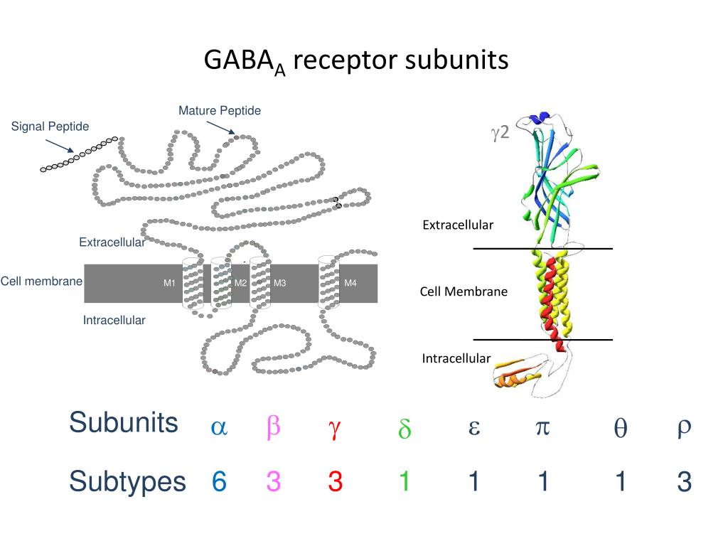 PPT - Genetic Epilepsies and GABA A Receptor Mutations November 17 ...