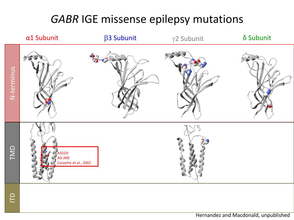 PPT - Genetic Epilepsies and GABA A Receptor Mutations November 17 ...