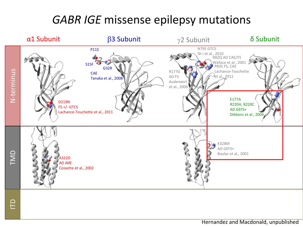 PPT - Genetic Epilepsies and GABA A Receptor Mutations November 17 ...