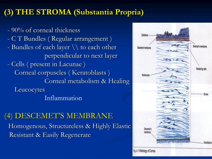 PPT - THE CORNEA PowerPoint Presentation - ID:4800497