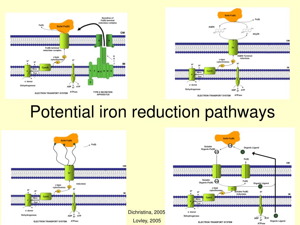 PPT - Morris E. Jones , Christine M. Fennessey*, Thomas J. DiChristina ...