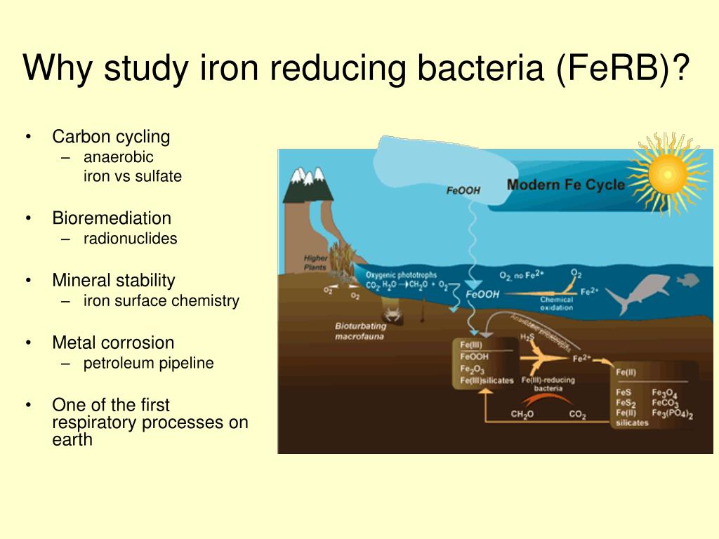 PPT - Morris E. Jones , Christine M. Fennessey*, Thomas J. DiChristina ...