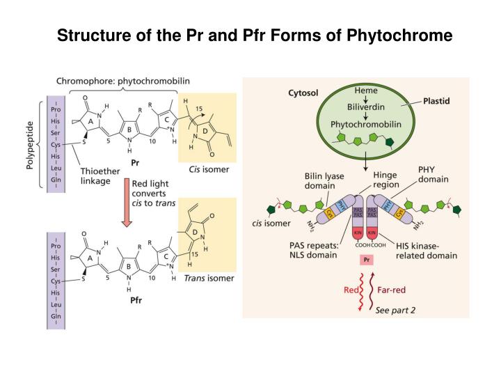 PPT - Biol 352 Lecture 11 Phytochrome and Photomorphogenesis February ...