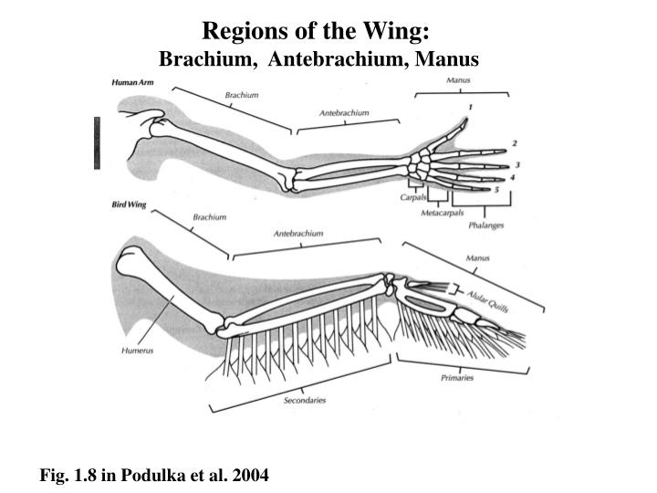 PPT - D) Trunk PowerPoint Presentation - ID:4801696