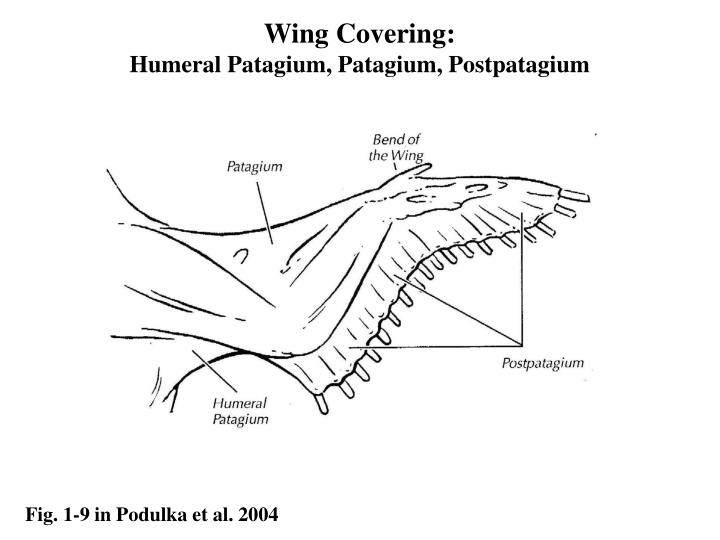 PPT - D) Trunk PowerPoint Presentation - ID:4801696