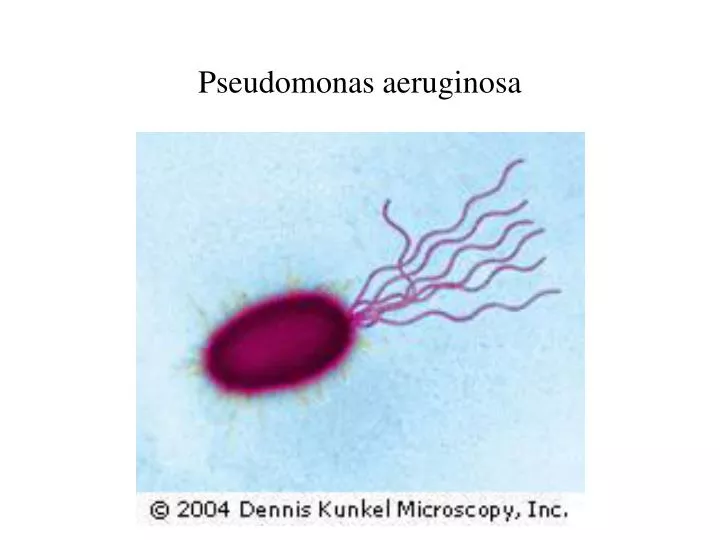 PPT - Pseudomonas aeruginosa PowerPoint Presentation, free download ...