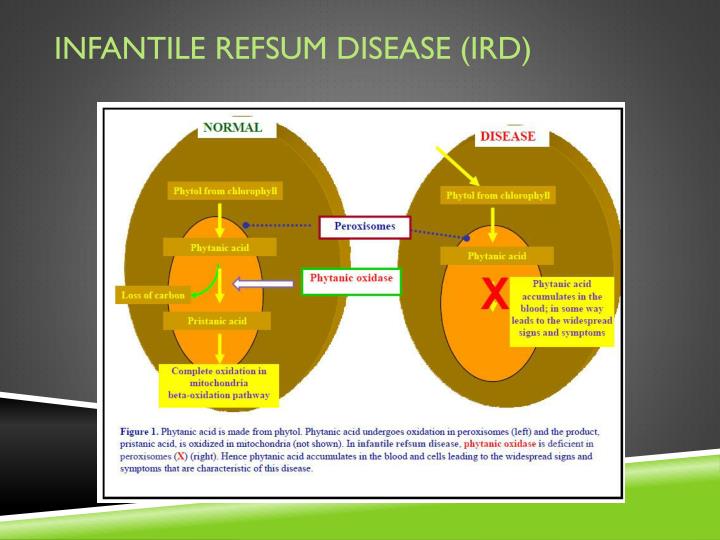 PPT - Peroxisomes PowerPoint Presentation - ID:4802394