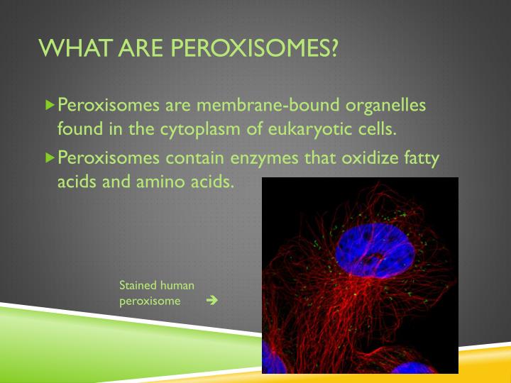 PPT - Peroxisomes PowerPoint Presentation - ID:4802394
