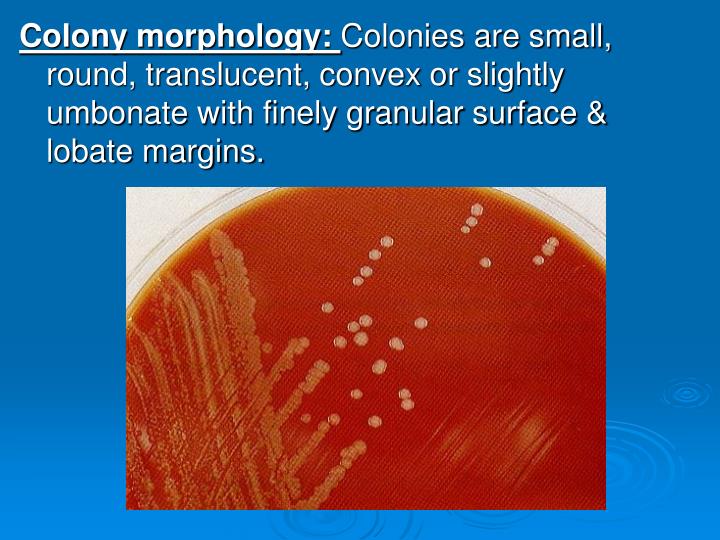 PPT - Neisseria gonorrhoeae (Gonococcus) PowerPoint Presentation - ID ...