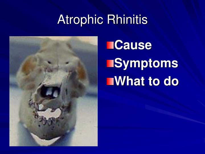 PPT - Breeds of Swine PowerPoint Presentation - ID:4802947