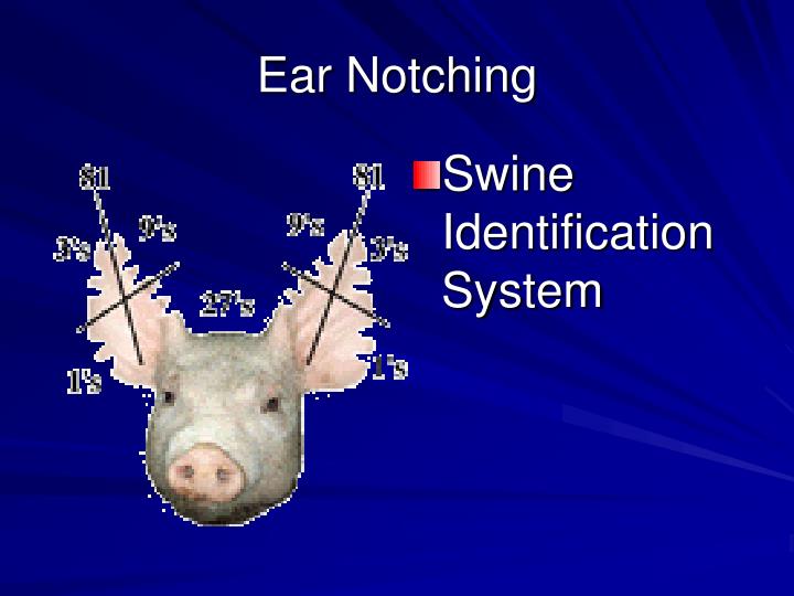 PPT - Breeds of Swine PowerPoint Presentation - ID:4802947