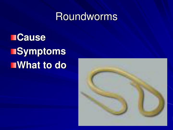 PPT - Breeds of Swine PowerPoint Presentation - ID:4802947