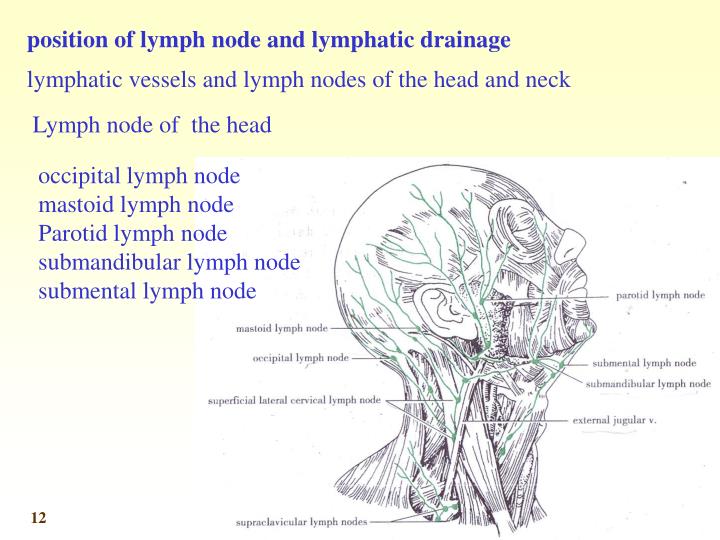 PPT - Main Collecting Lymphatic Channels Lymphatic Drainage of the Head ...