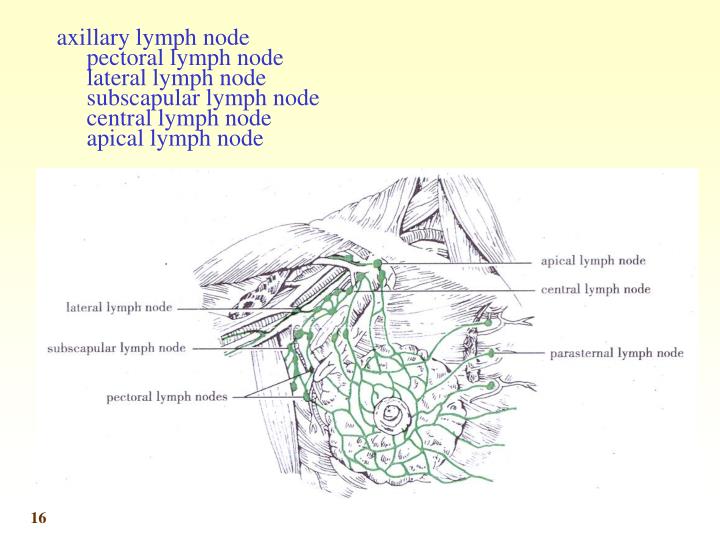 PPT - Main Collecting Lymphatic Channels Lymphatic Drainage of the Head ...