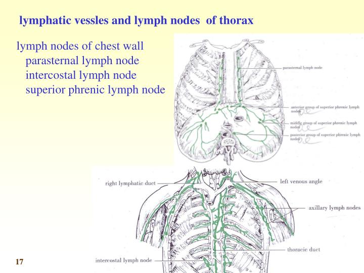 PPT - Main Collecting Lymphatic Channels Lymphatic Drainage of the Head ...