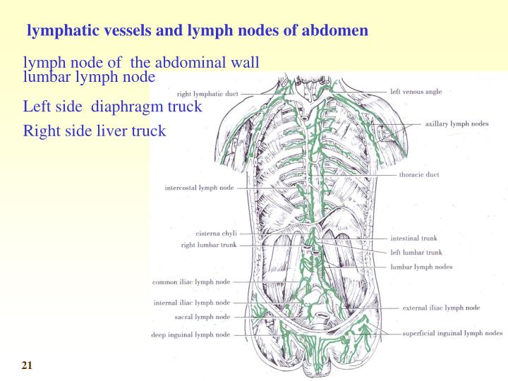PPT - Main Collecting Lymphatic Channels Lymphatic Drainage of the Head ...