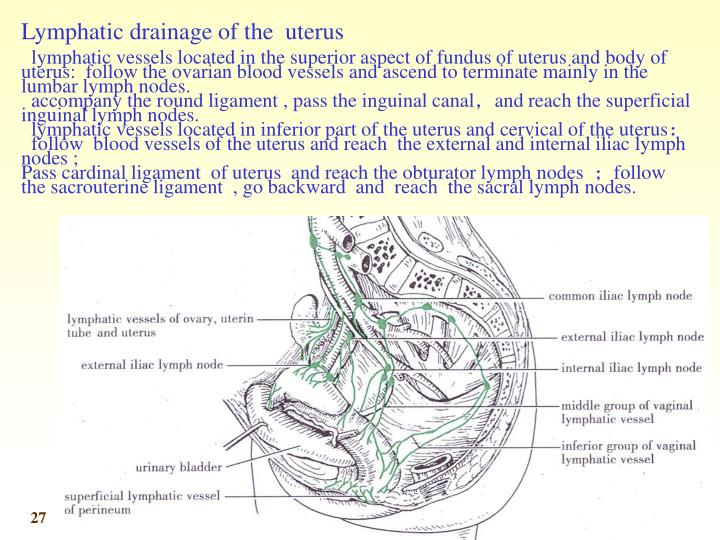 PPT - Main Collecting Lymphatic Channels Lymphatic Drainage of the Head ...