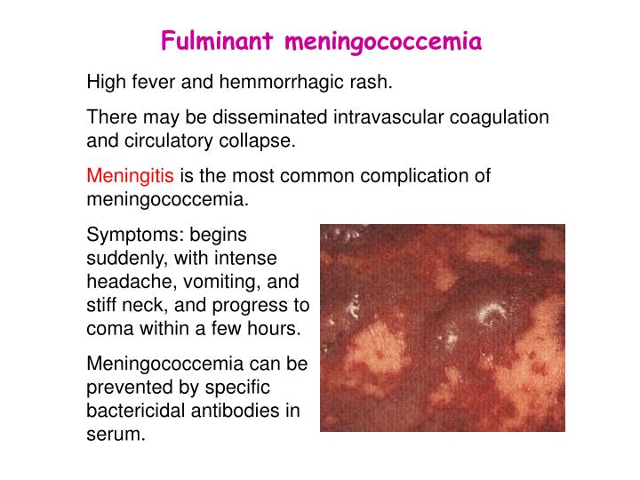 PPT - Neisseria N. gonorrhoeae (gonococcus): gonorrhea N. meningitidis ...