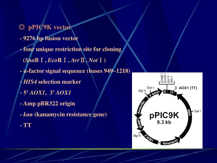 PPT - A Pichia Vector for Multicopy integration and Secreted Expression ...