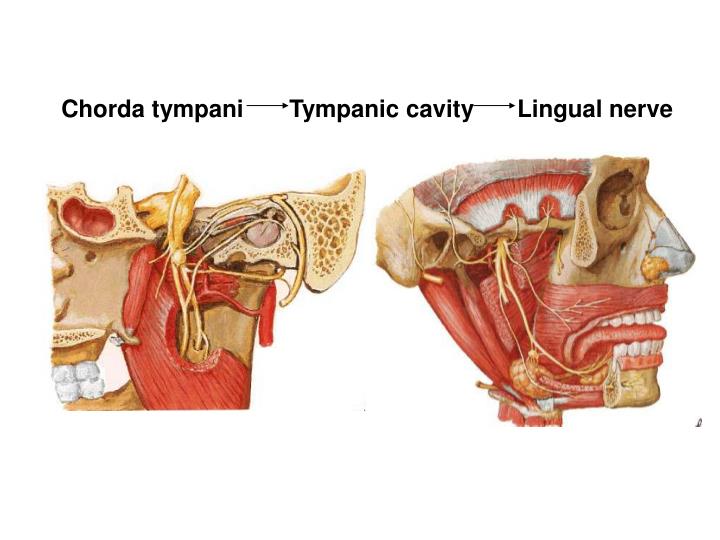 PPT - 12 pairs PowerPoint Presentation - ID:4803742