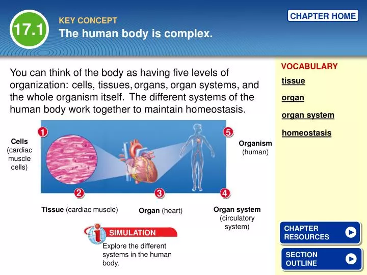 PPT - The human body is complex. PowerPoint Presentation, free download ...