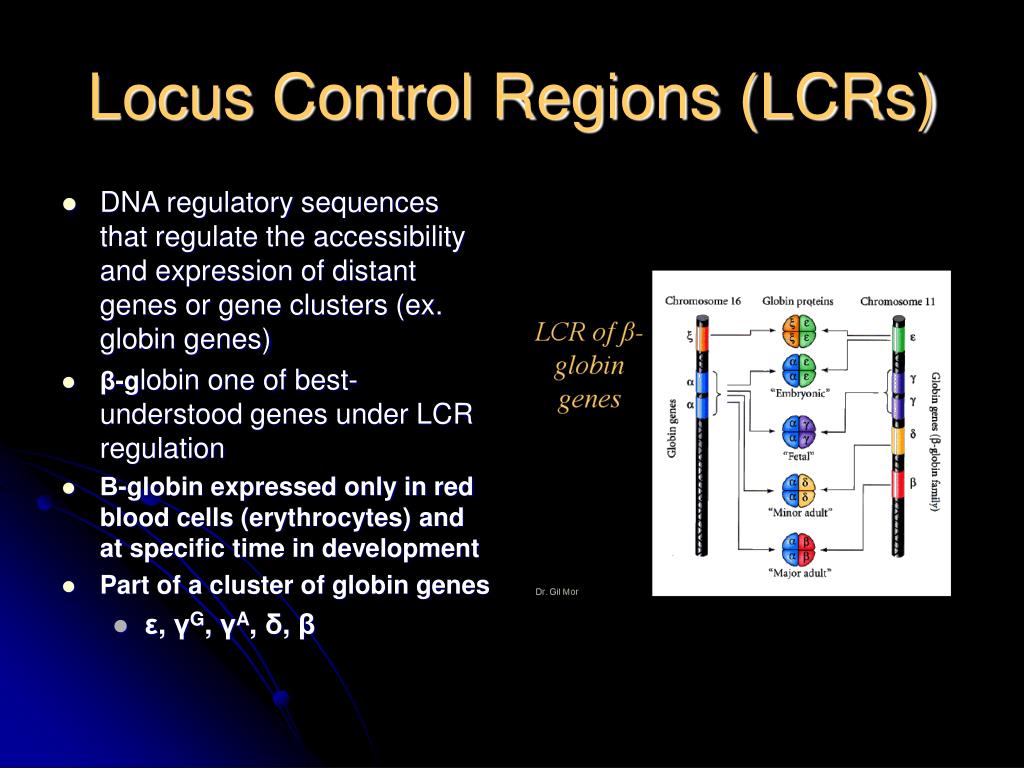 PPT - Insights into the Function of β-Globin LCR in Native Mouse Locus ...