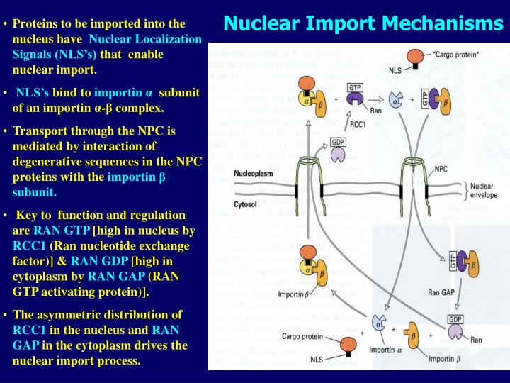 PPT - Bio 405/505 Advanced Cell & Developmental Biology II The Cell ...