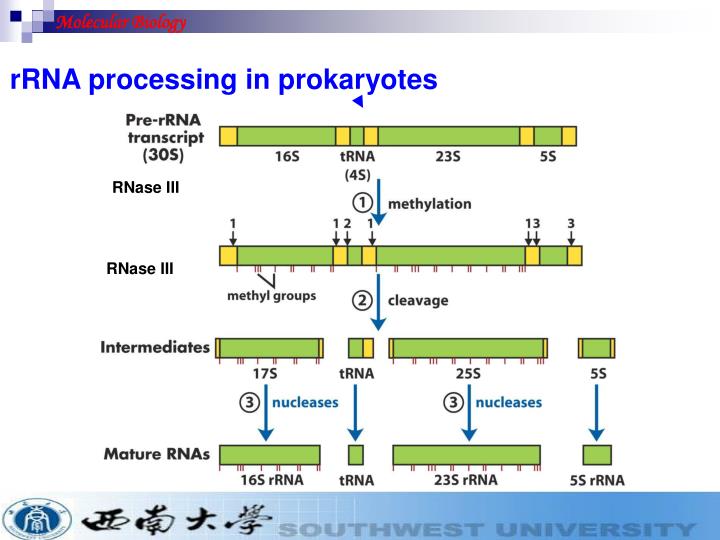 PPT - O1 rRNA processing and ribosomes O2 tRNA processing, RNase P and ...