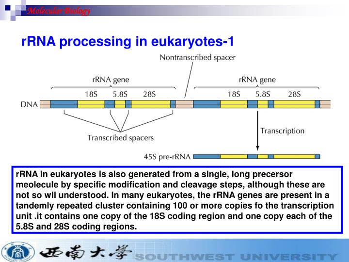 PPT - O1 rRNA processing and ribosomes O2 tRNA processing, RNase P and ...