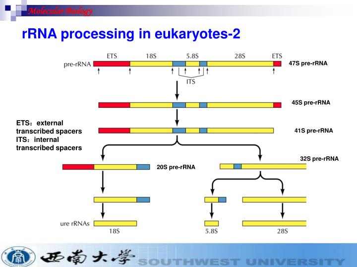 PPT - O1 rRNA processing and ribosomes O2 tRNA processing, RNase P and ...