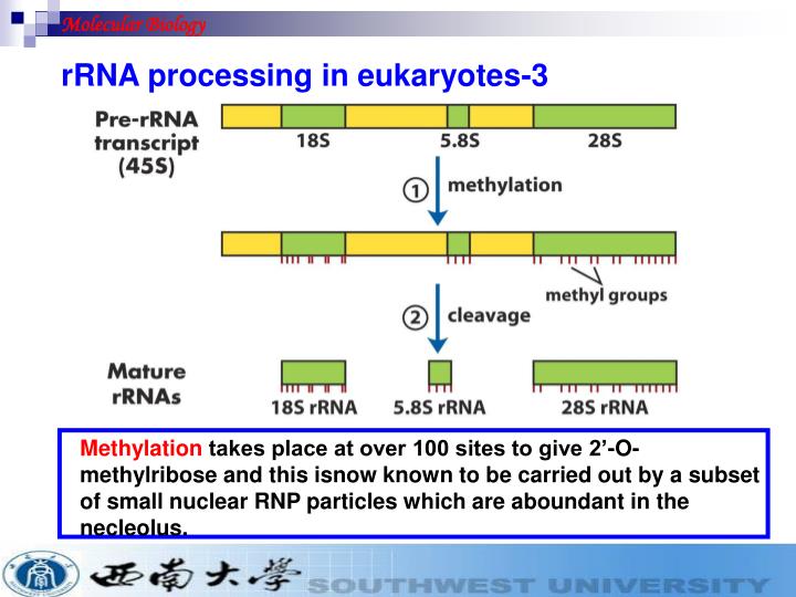 PPT - O1 rRNA processing and ribosomes O2 tRNA processing, RNase P and ...