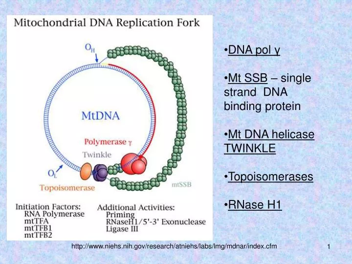 PPT - DNA pol γ Mt SSB – single strand DNA binding protein Mt DNA ...