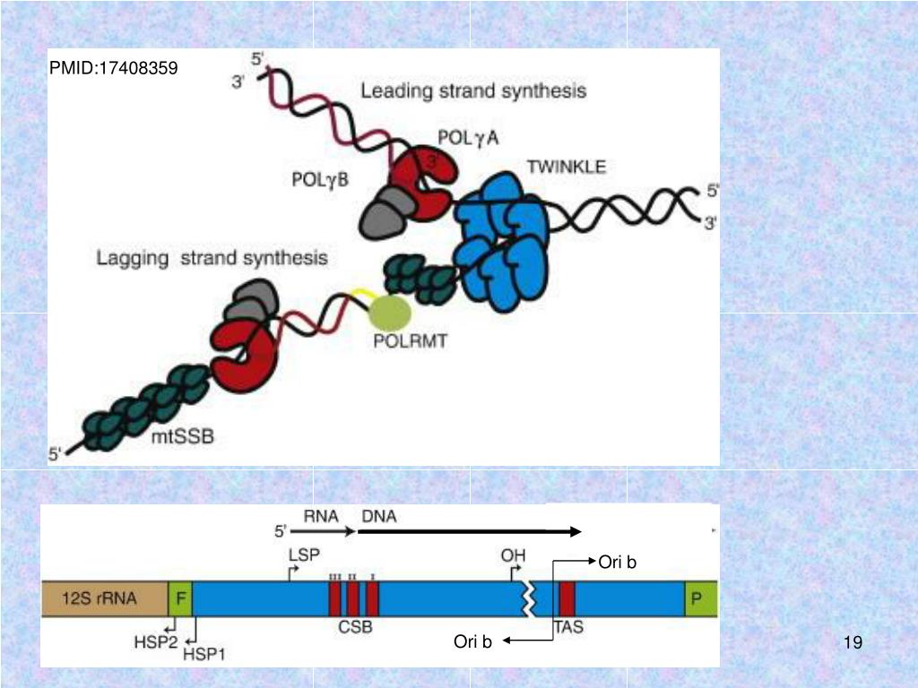 PPT - DNA pol γ Mt SSB – single strand DNA binding protein Mt DNA ...