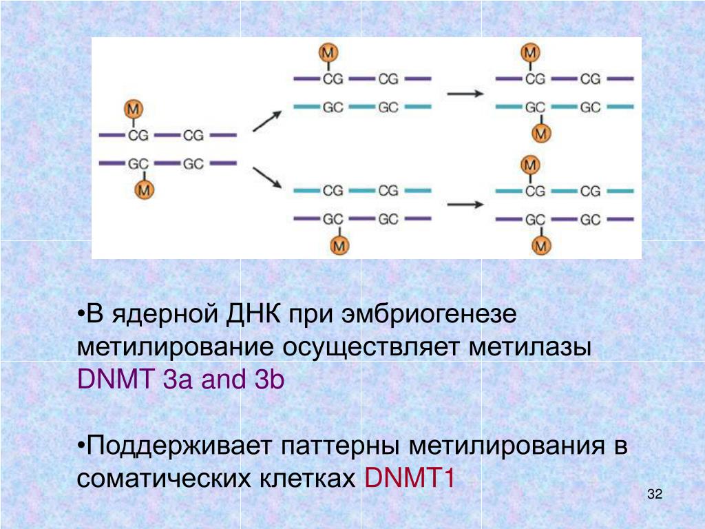 PPT - DNA pol γ Mt SSB – single strand DNA binding protein Mt DNA ...