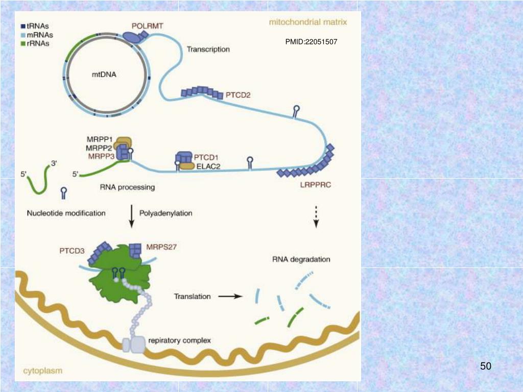PPT - DNA pol γ Mt SSB – single strand DNA binding protein Mt DNA ...