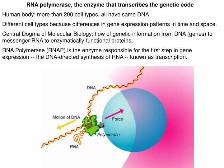 PPT - RNA polymerase, the enzyme that transcribes the genetic code ...