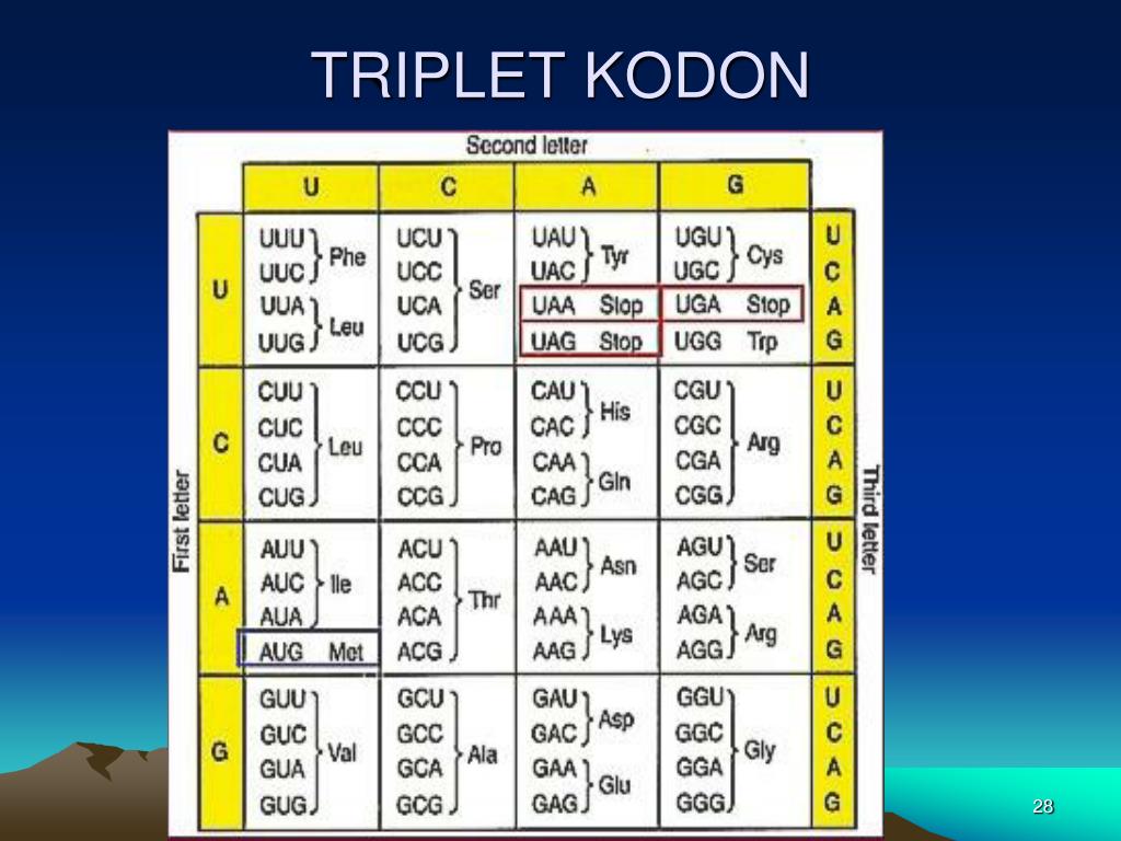 PPT - PEWARISAN PADA TINGKAT SEL DAN MOLEKUL PowerPoint Presentation ...