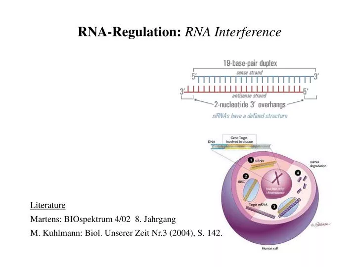 PPT - RNA-Regulation: RNA Interference PowerPoint Presentation, free ...