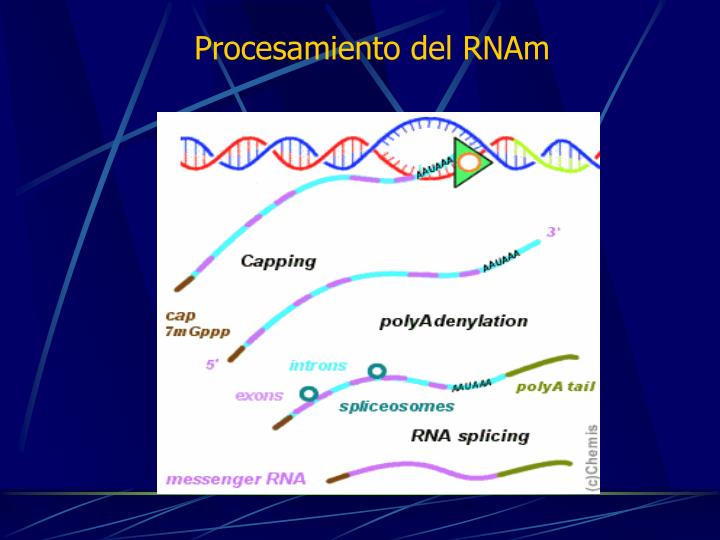 PPT - ENMyH Biología Molecular RNA PowerPoint Presentation - ID:4808161
