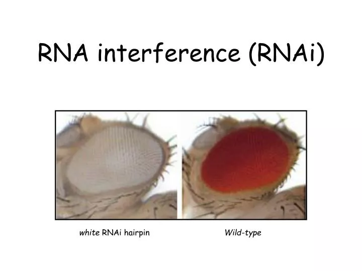 PPT - RNA interference (RNAi) PowerPoint Presentation, free download ...