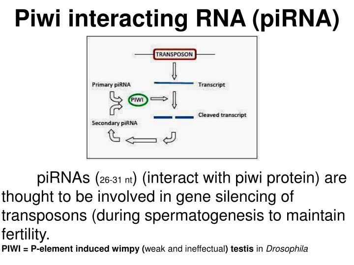 PPT - Fascinating world of Non-coding RNAs PowerPoint Presentation - ID ...
