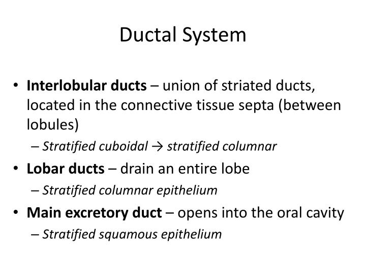 PPT - Accessory Digestive Organs PowerPoint Presentation - ID:4808460