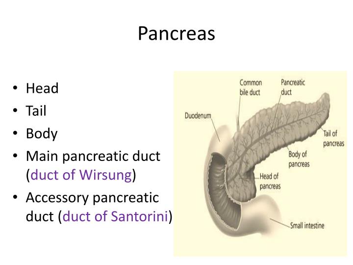 PPT - Accessory Digestive Organs PowerPoint Presentation - ID:4808460