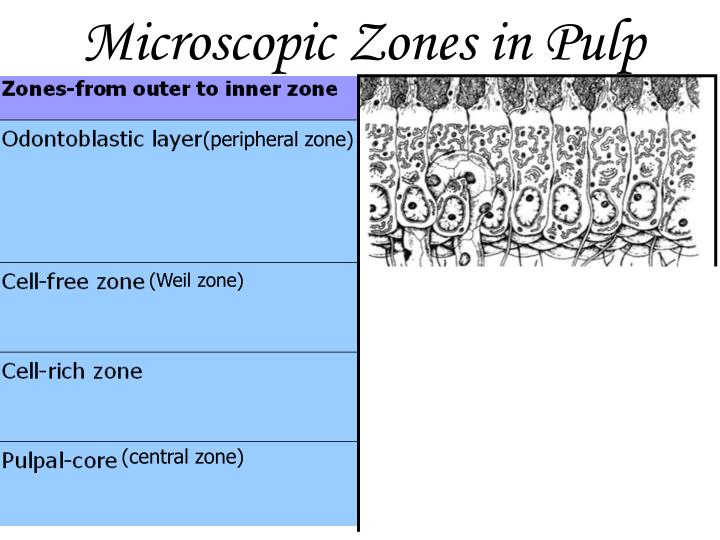 PPT - The Pulp PowerPoint Presentation - ID:4808756