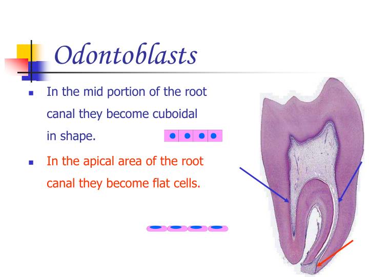 PPT - The Pulp PowerPoint Presentation - ID:4808756