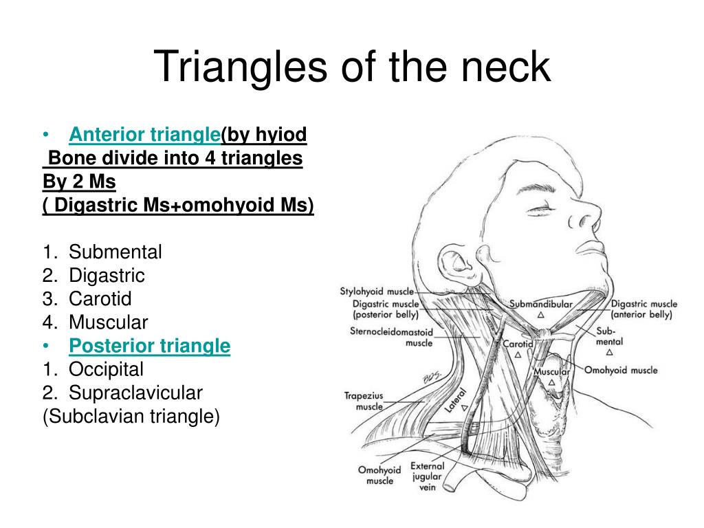 PPT - Anatomy II Head & Neck BY: DR.Yahya Alfarra CANADIAN BOARD IN ...