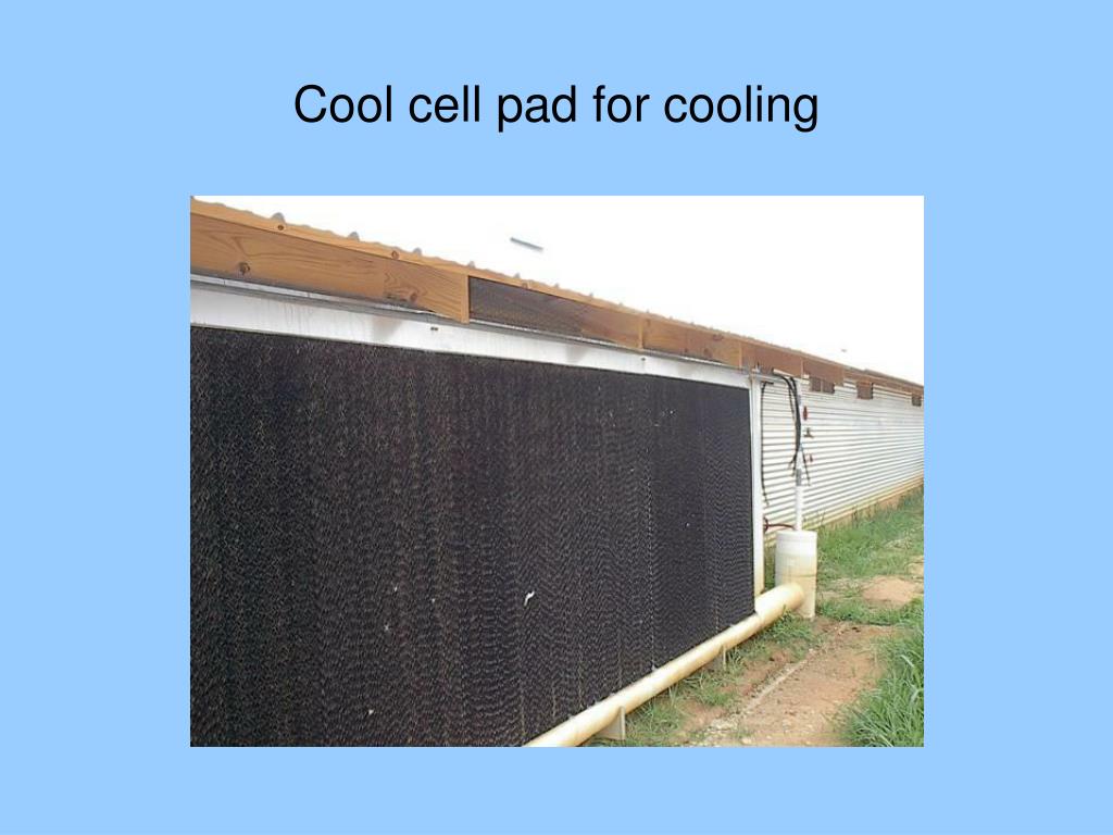 PPT - Poultry Equipment Used On Broiler Farms PowerPoint Presentation ...